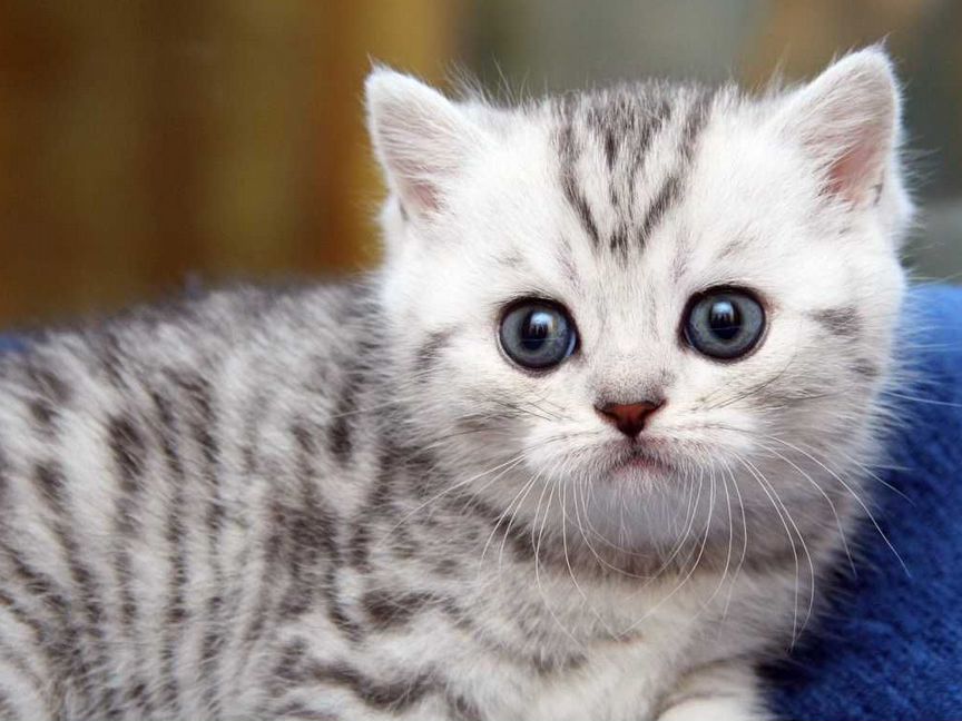 Британские котята пятно на серебре, кот и кошка