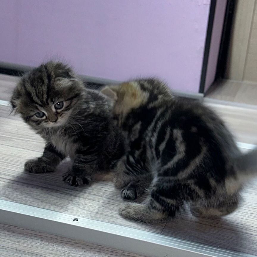 Шотландские мраморные котята