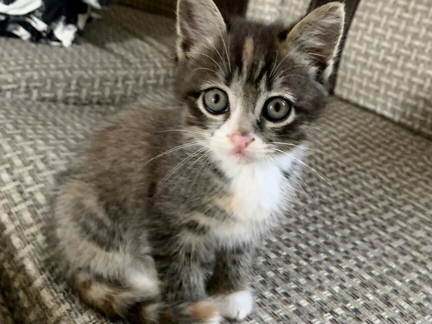 Котенок. Трехцветная кошечка