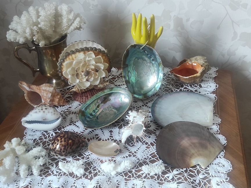 Морские раковины и кораллы продам