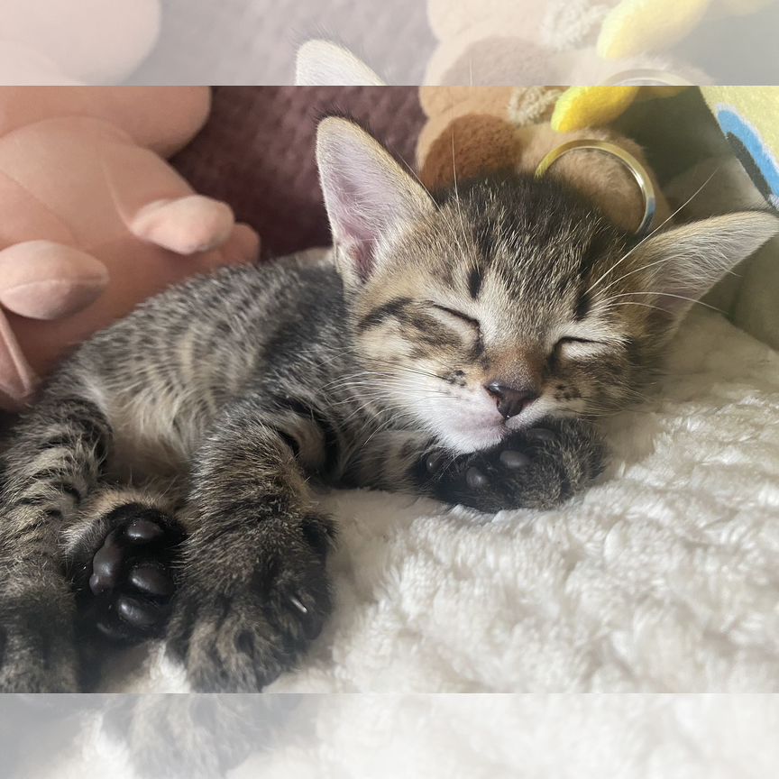 Котята в добрые руки