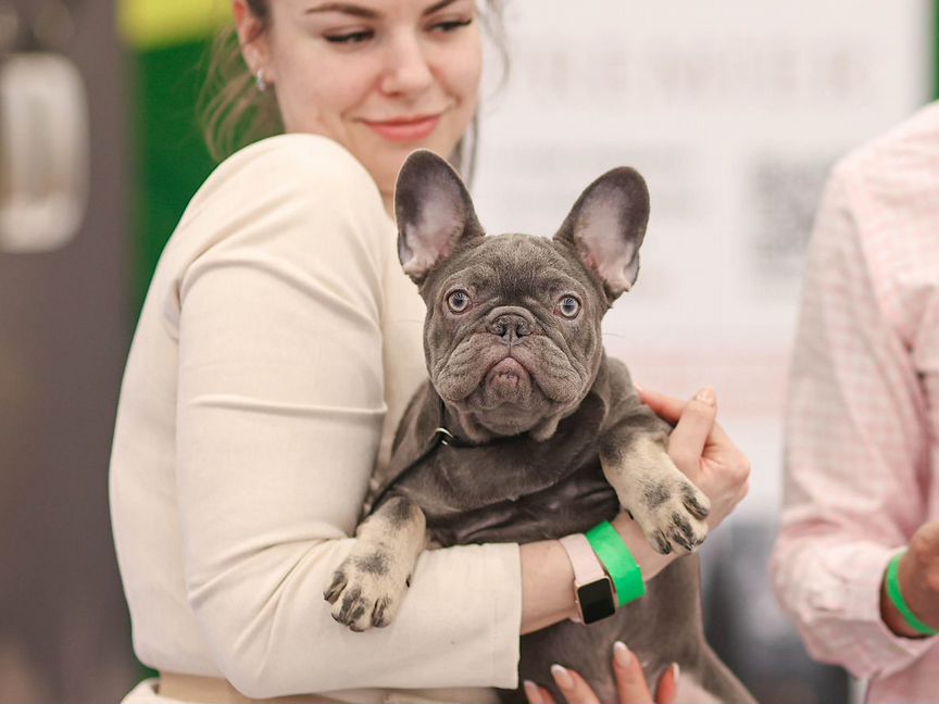 Щенок французского бульдога