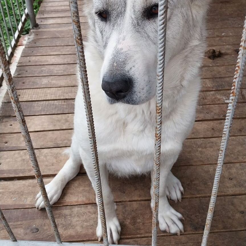 Отдам в добрые руки собака Алабай сука