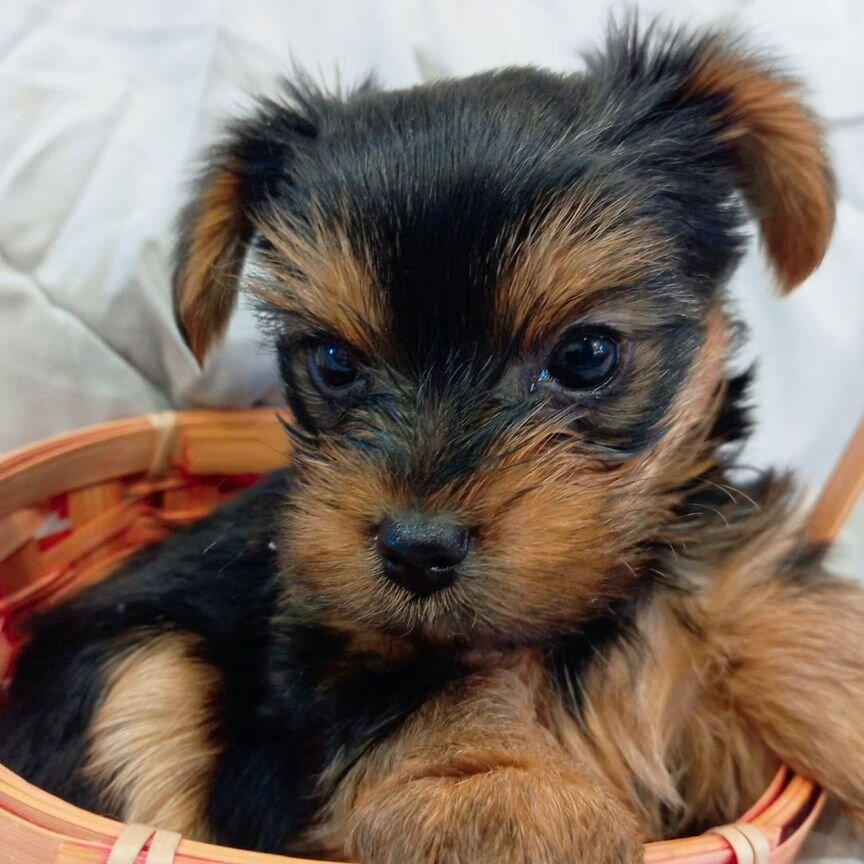 Йоркширский терьер девочка