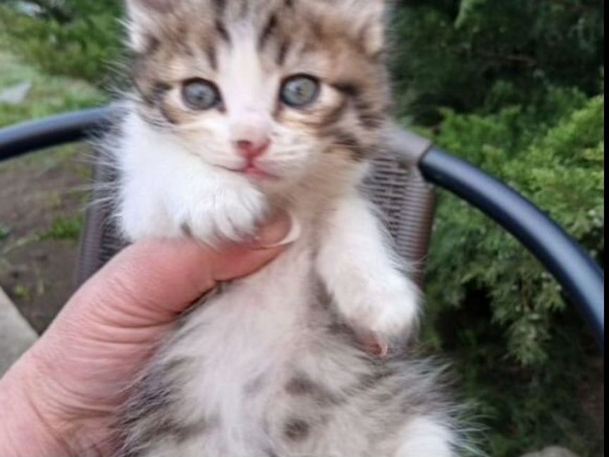 Котенок 1.5 Мес