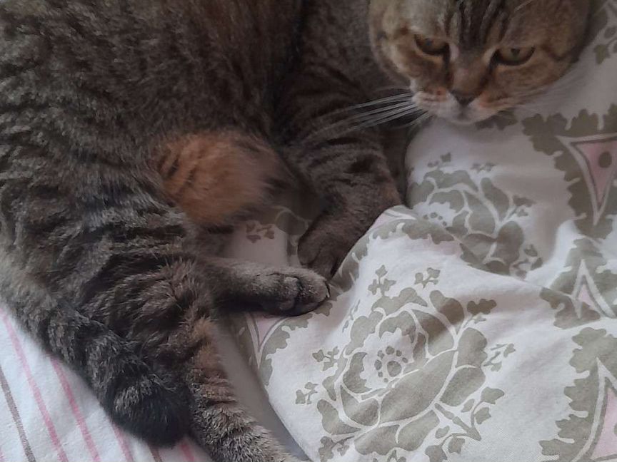 Потерялась кошка