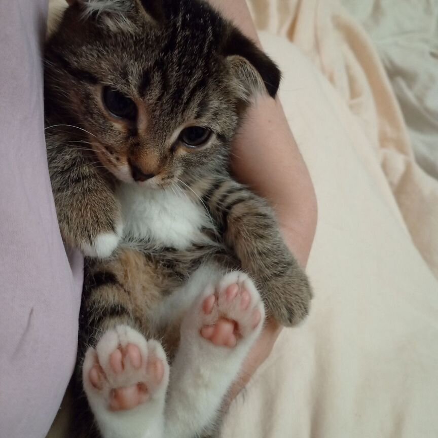 Шотландские вислоухие котята