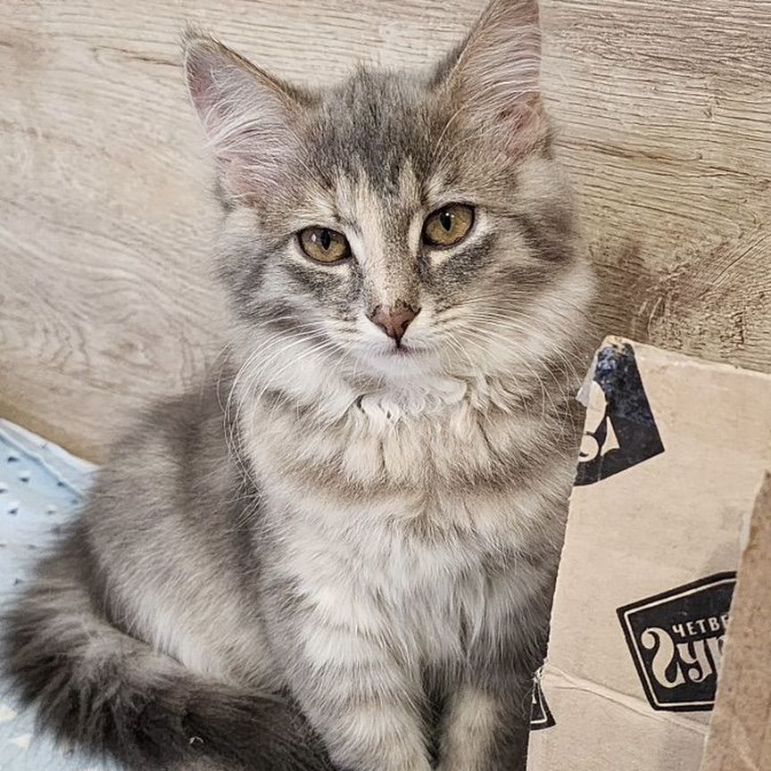 Котенок денвочка 4 мес. Котята