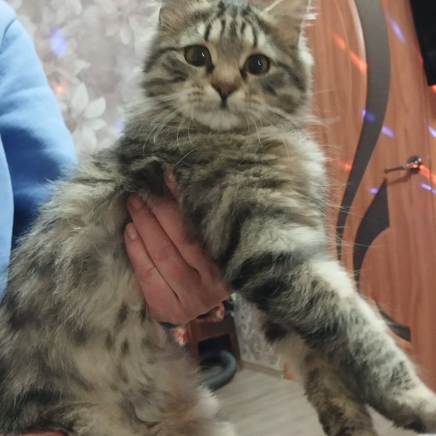 Котенок Дым Дымыч в добрые руки