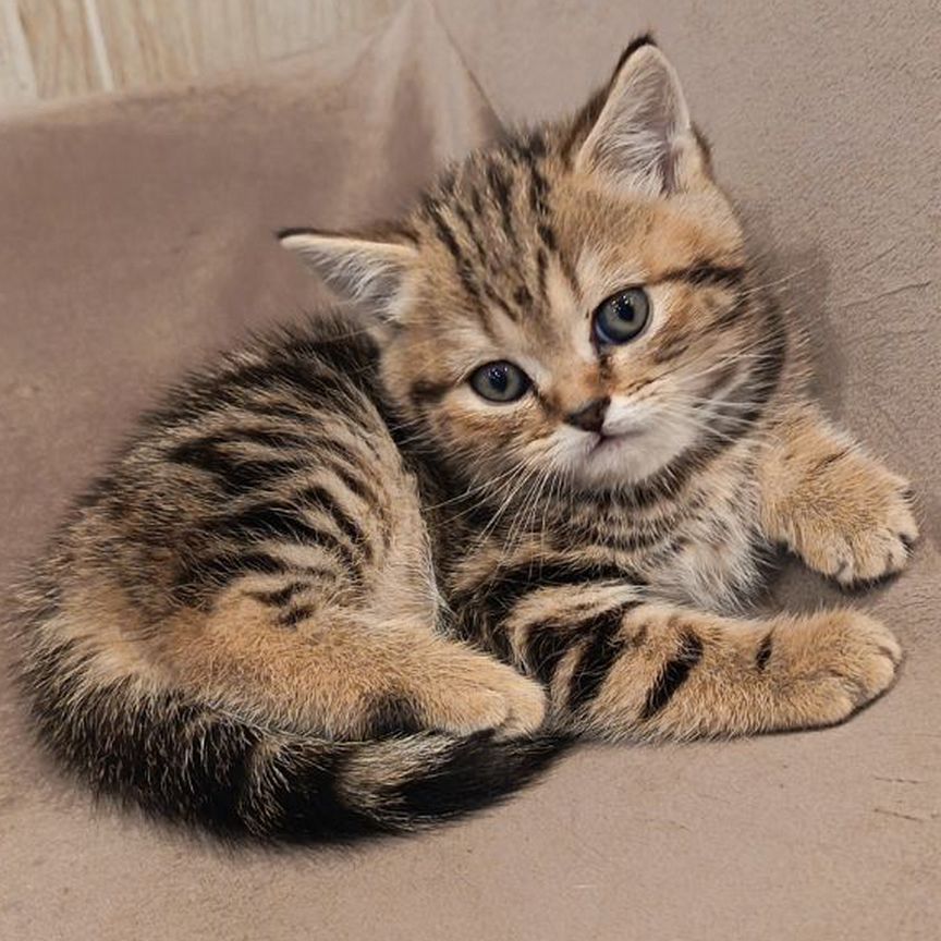 Шотландский прямоухий длинношёрстный котёнок