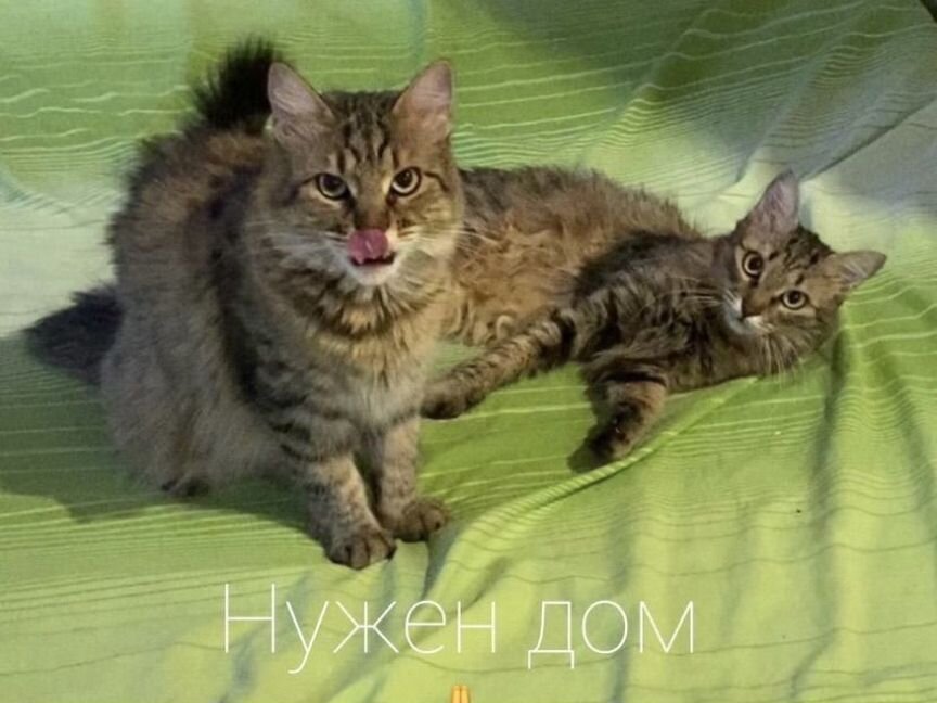 Котята с тяжелой судьбой
