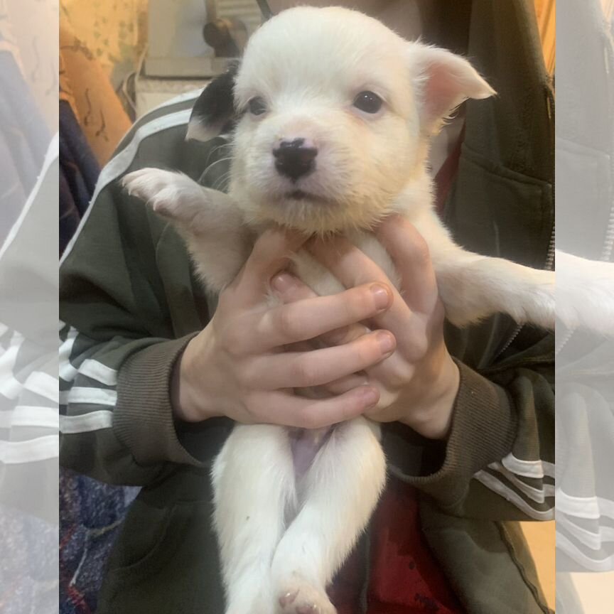 Щенок в добрые руки