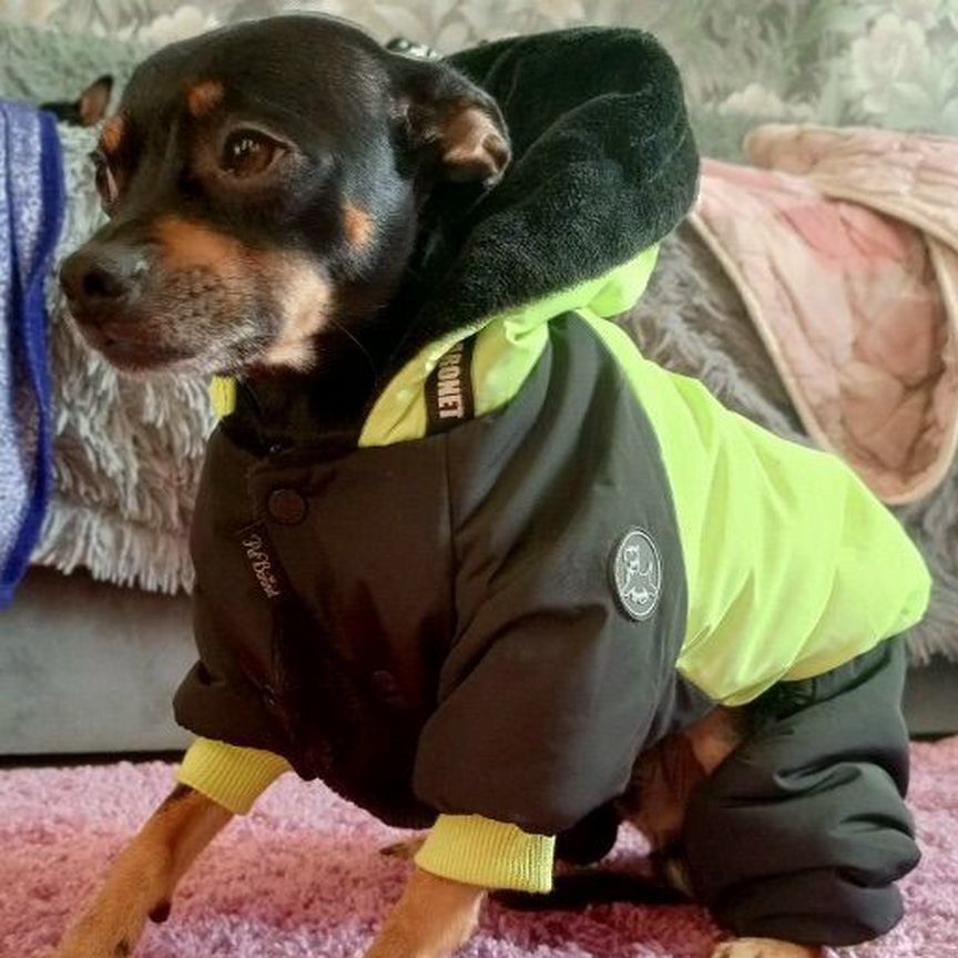 Одежда для собак