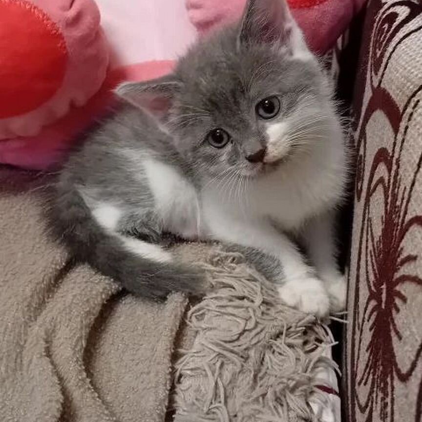 Британский короткошёрстный котёнок