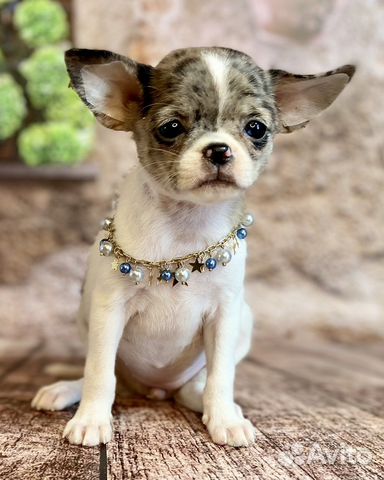 Чихуахуа, мальчик черный мрамор