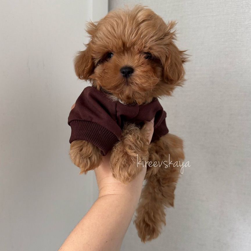 Мальтипу, щенок