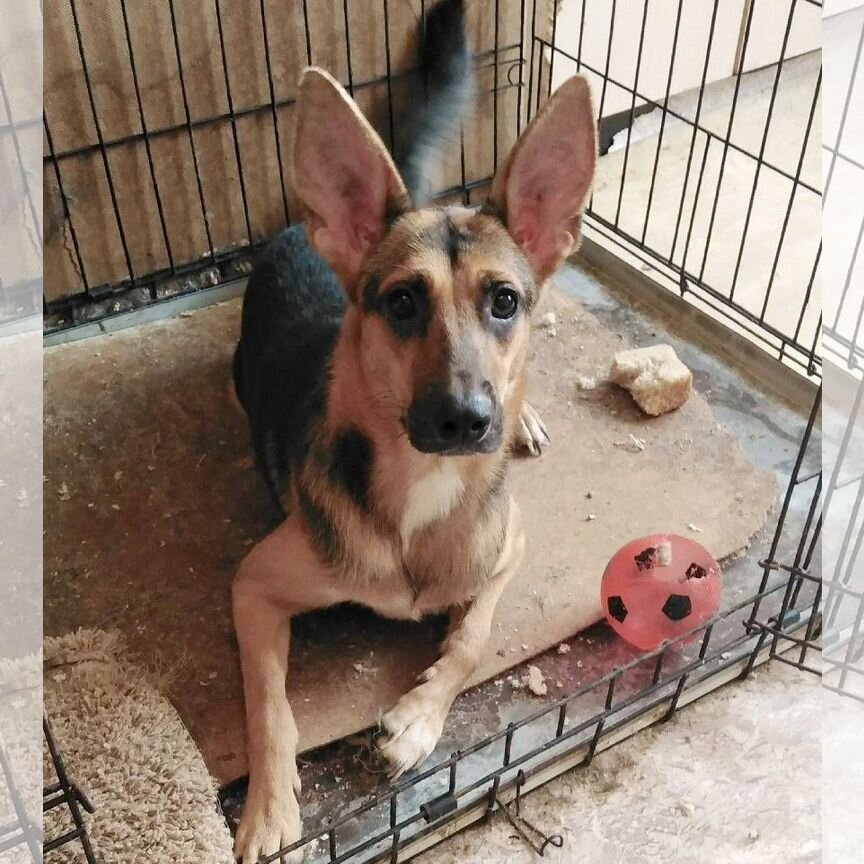 Немецкая овчарка, щенок