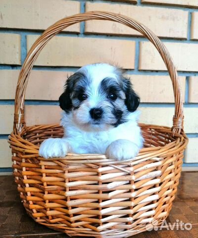 Мальтипу мини мальчик