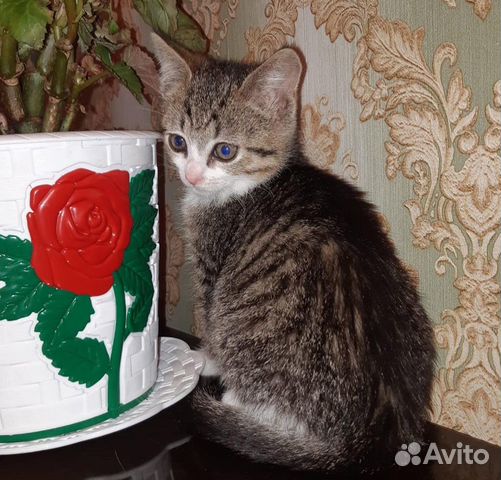 Котенок девочка ищет котомаму а дар