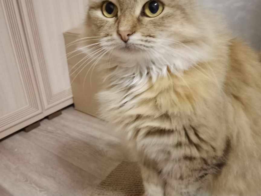 Пушистая кошка в добрые руки