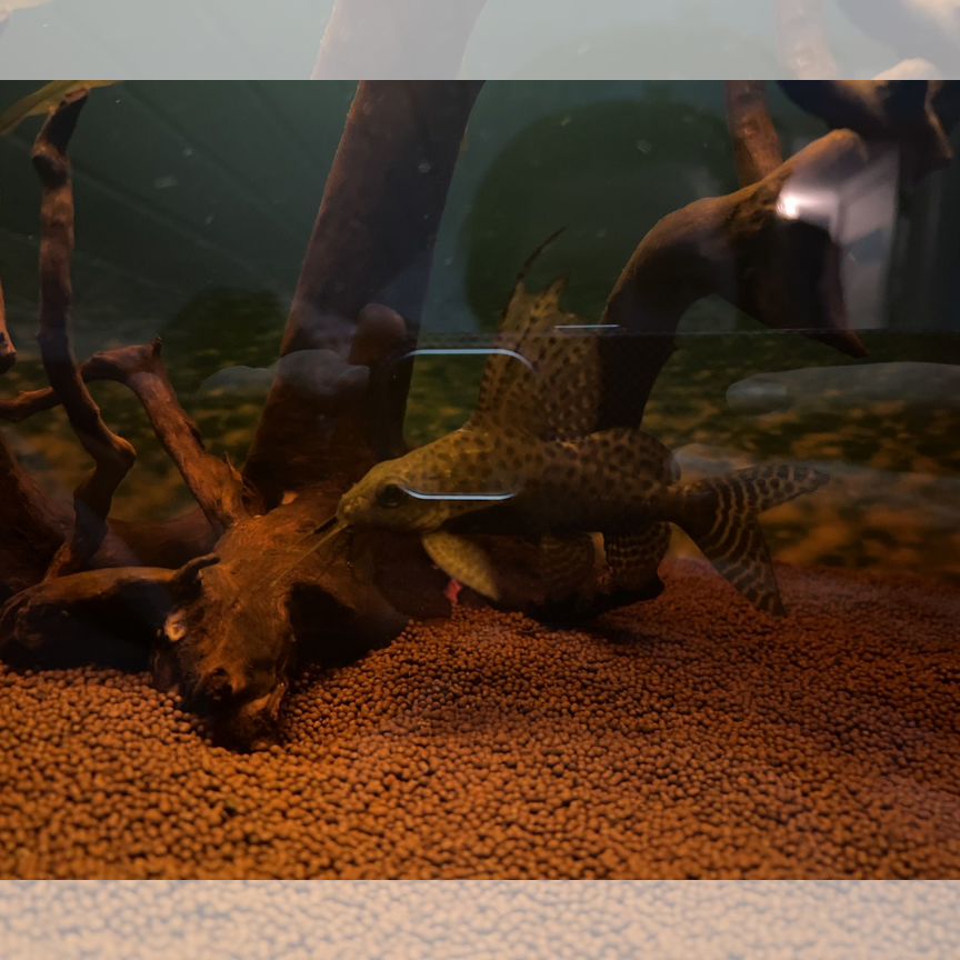 Сом синодонтис