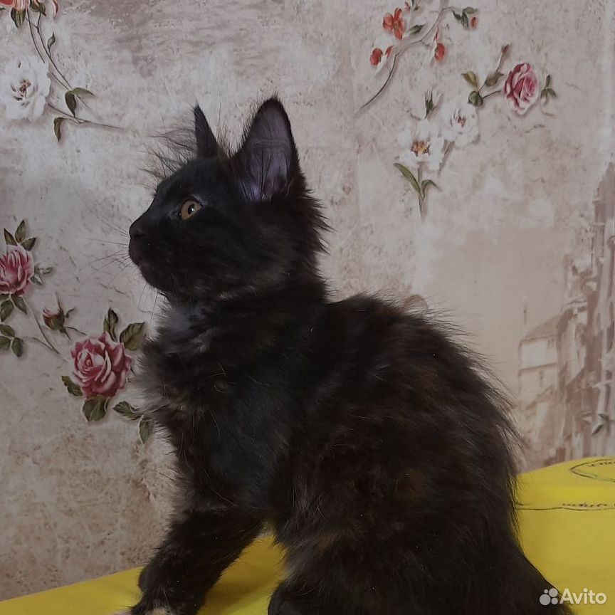 Курилький бобтейл девочка