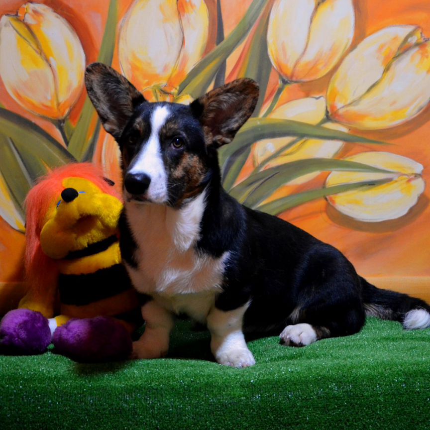 Вельш Корги Кардиган, щенок