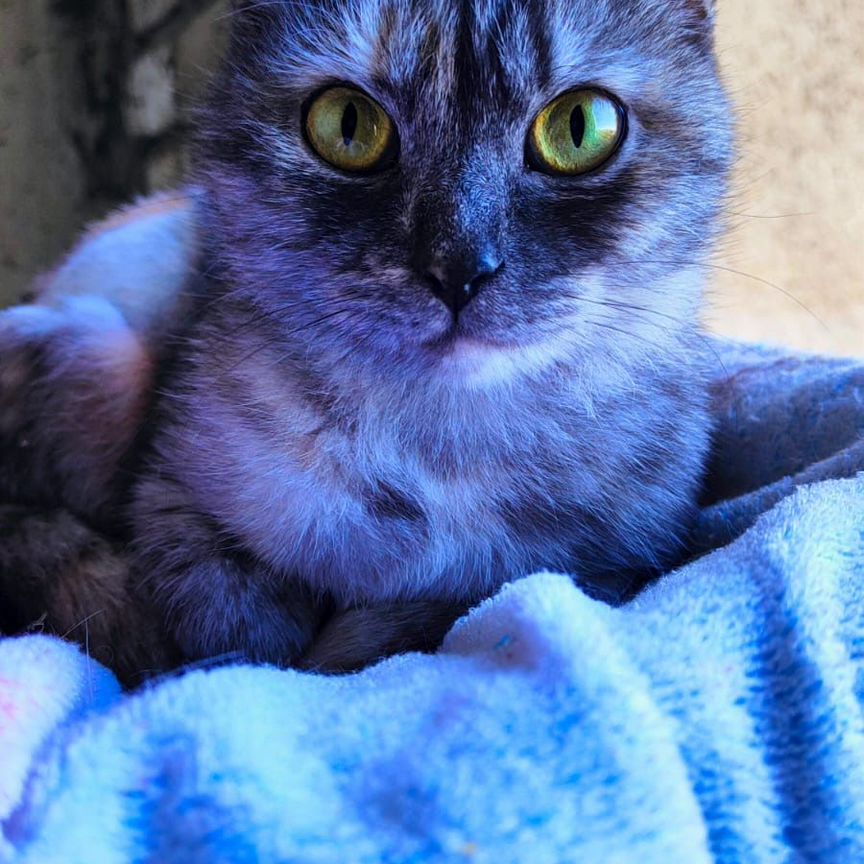 Кошечка в добрые руки