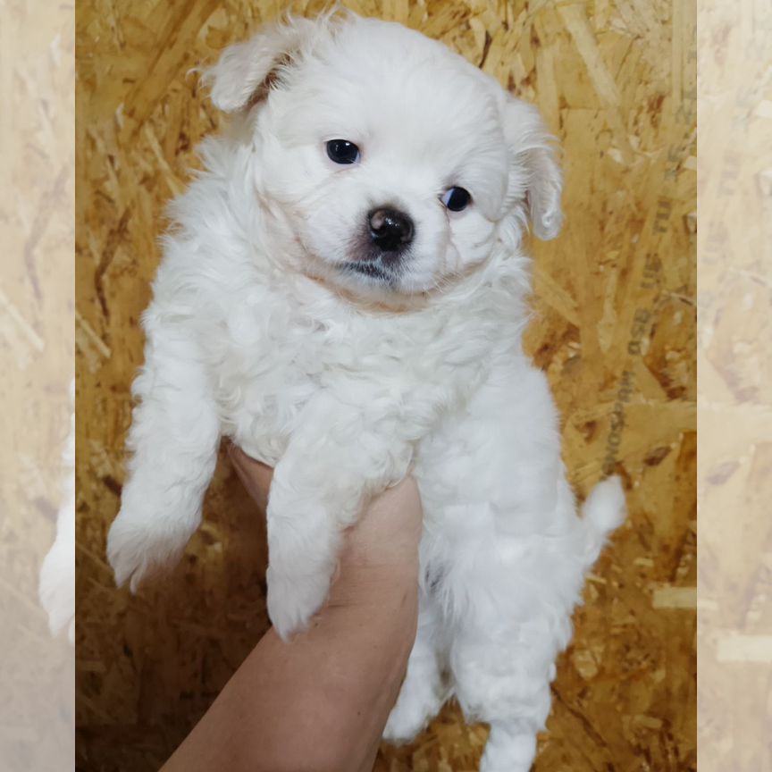 Чихуахуа, щенок