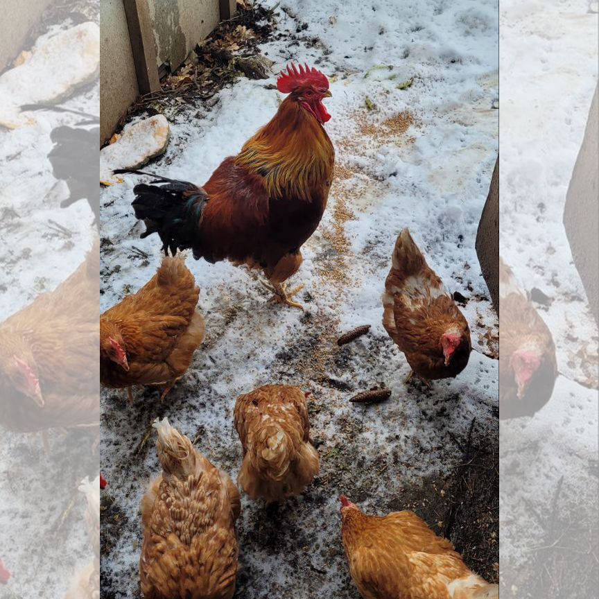 Петух или петух на мясо