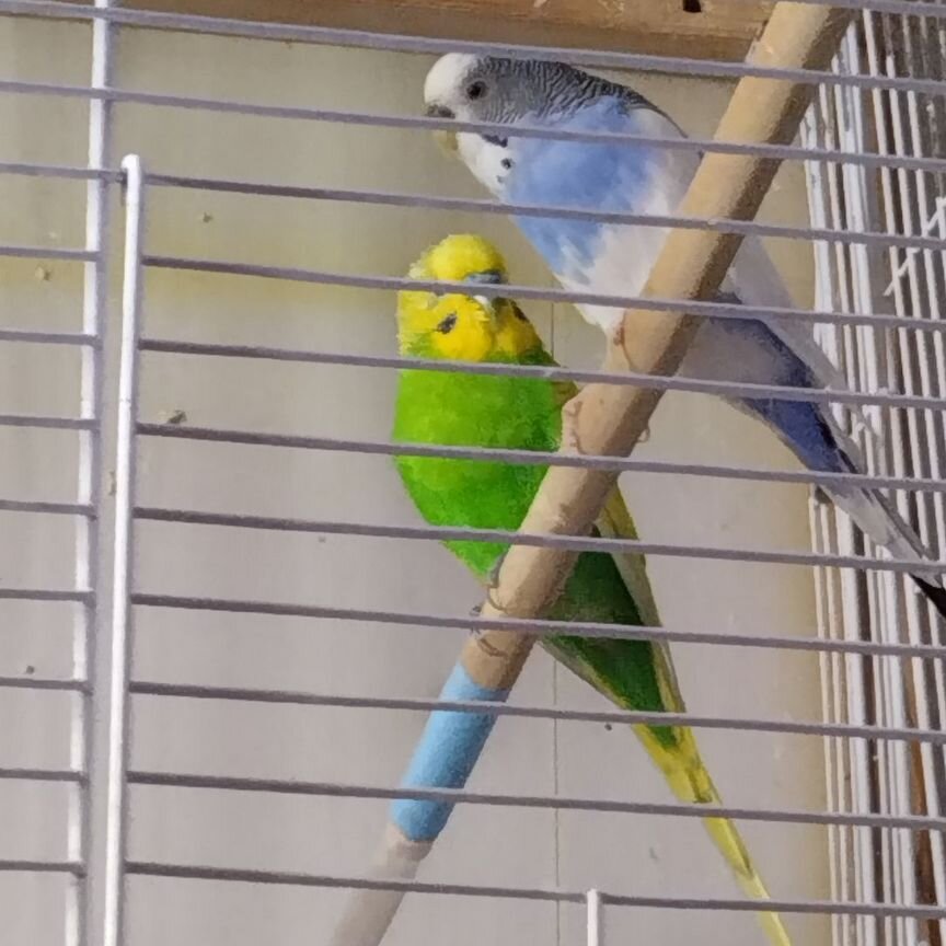Пара попугайчиков с большой клеткой