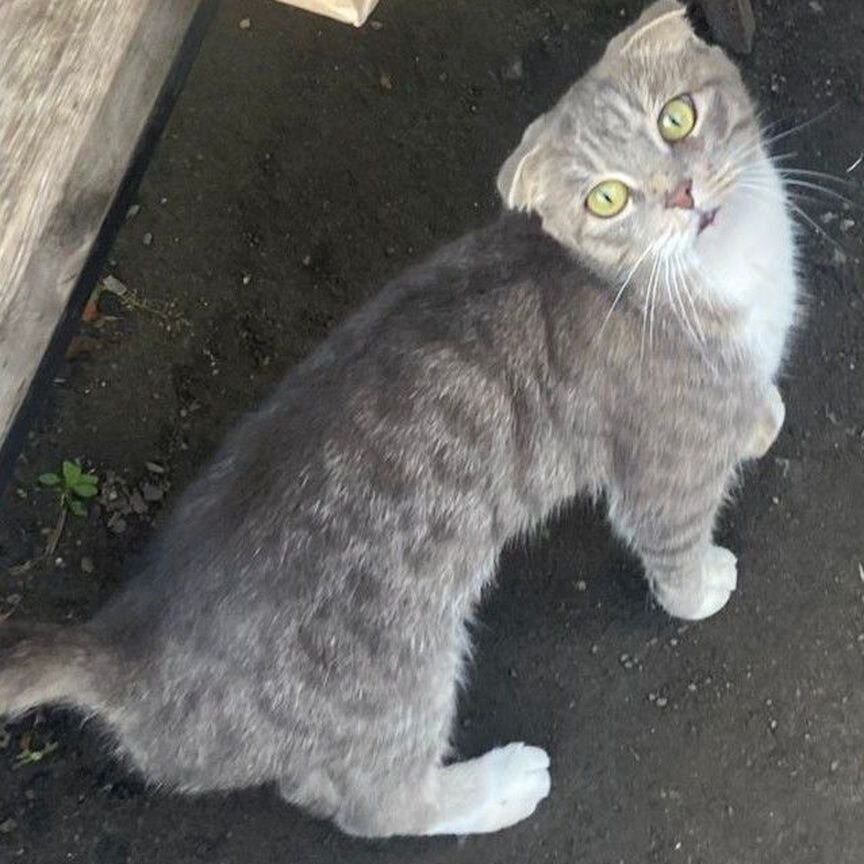 Кот в добрые руки