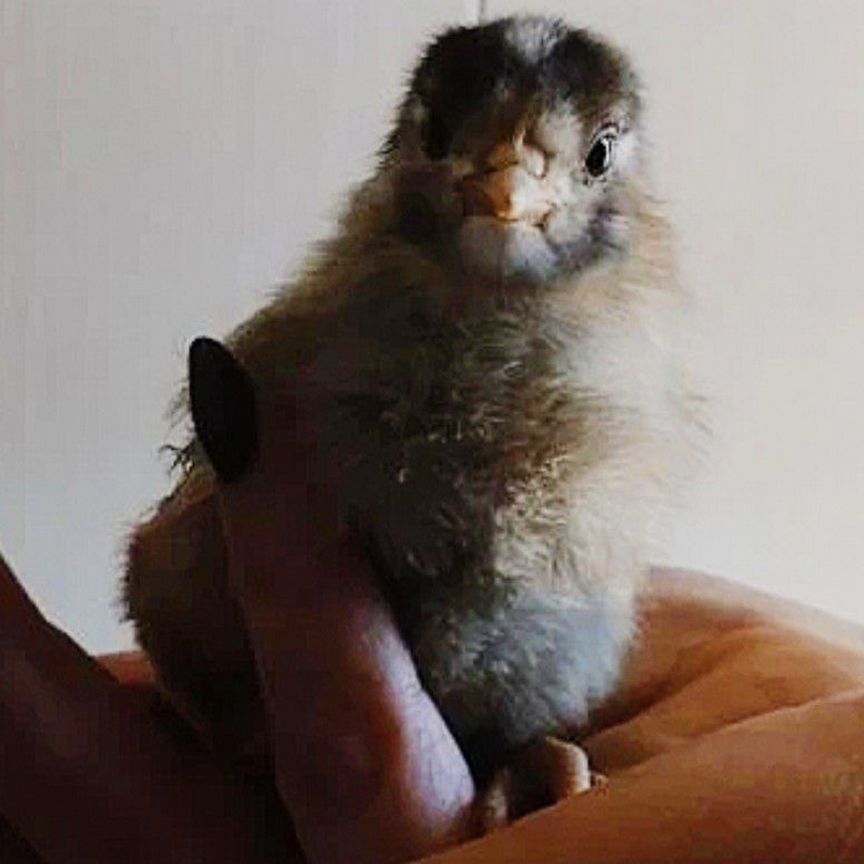 Цыплята несушки