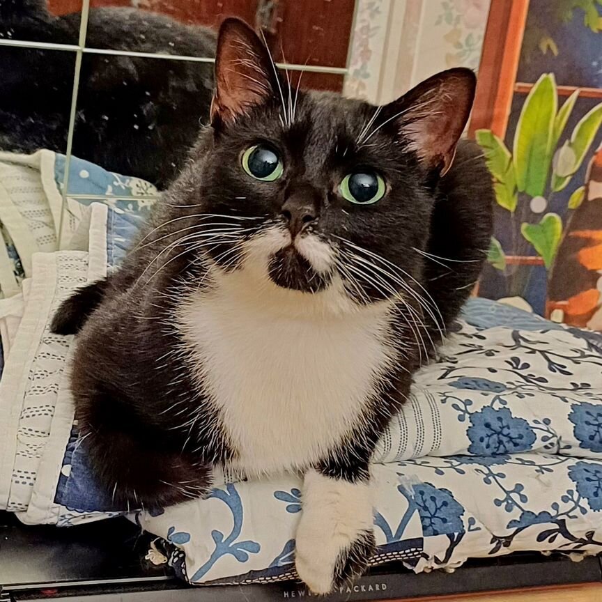 Миниатюрная кошечка Мия, около 2 лет