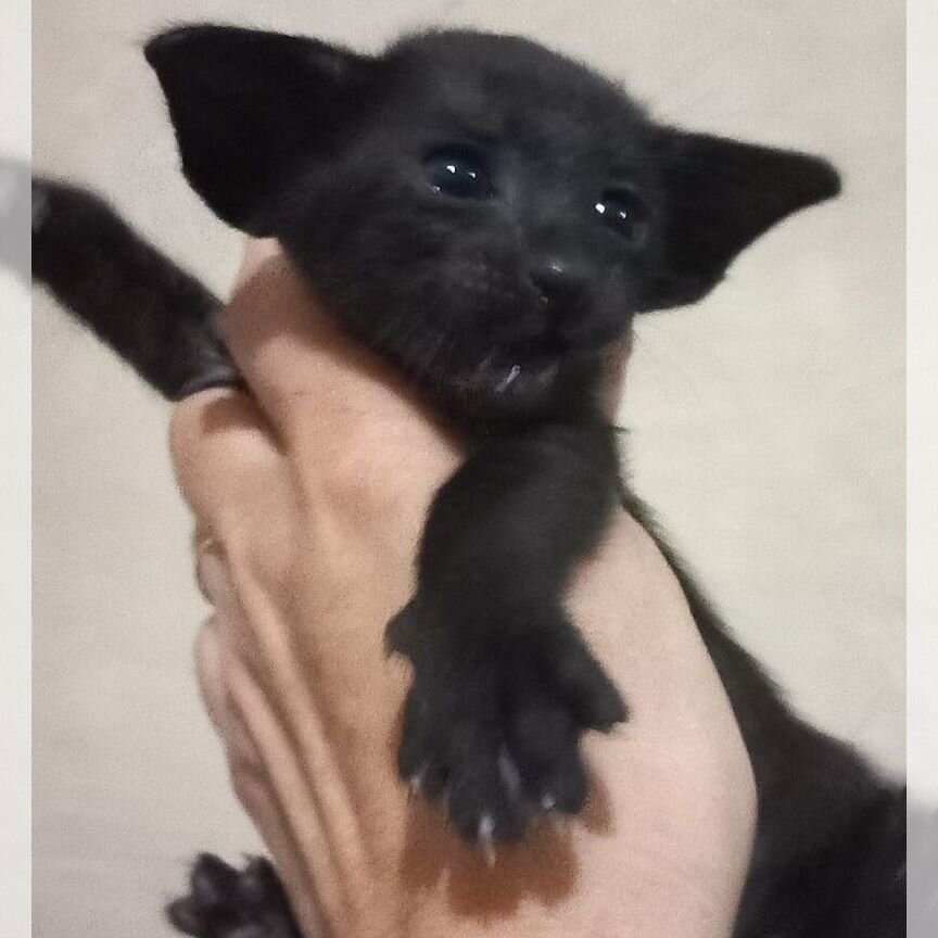 Ориентальный котёнок