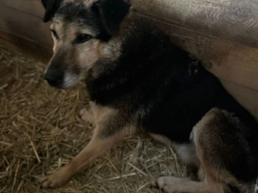 Малышка Шанель. Мечты о доме. Приют Некрасовка