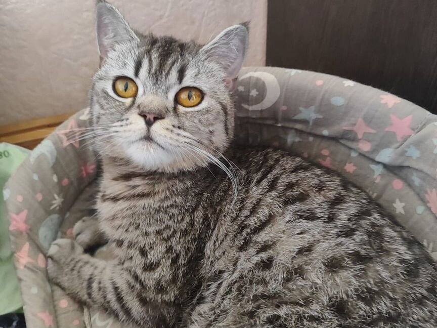 Британская кошка