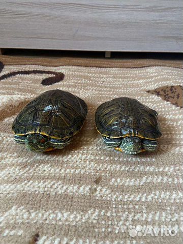 Красноухая черепаха