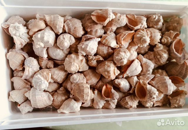 Ракушка рапан