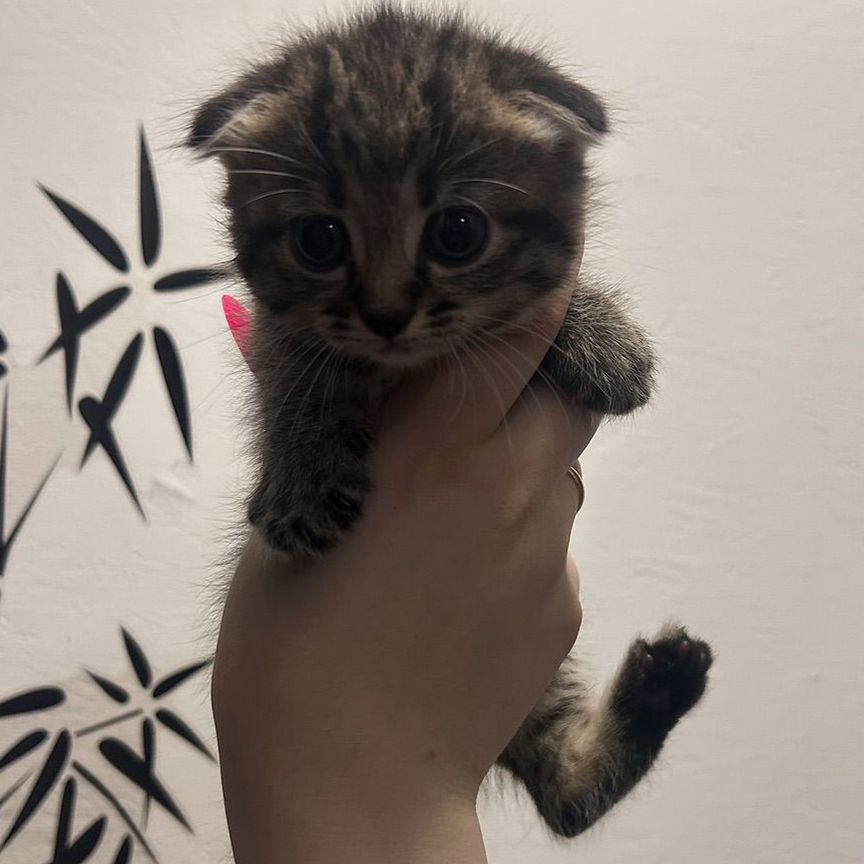 Котенок в добрые руки