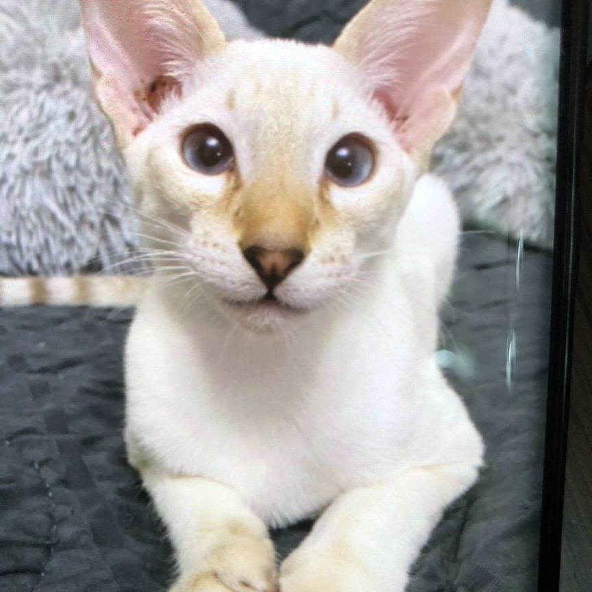 Ориентальные котята