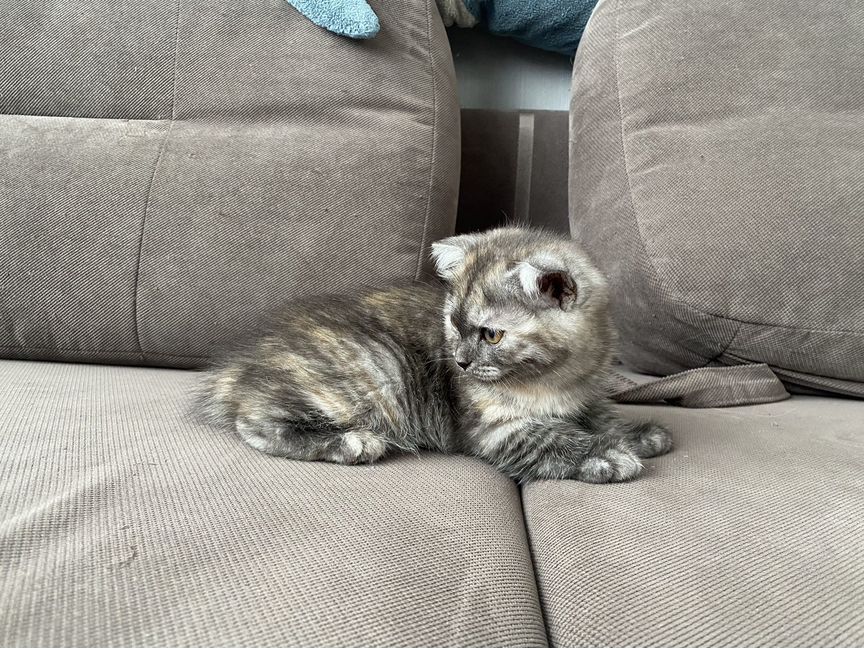 Помесь шотландской вислоухой и прямоухой