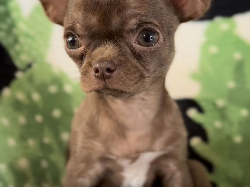 Кроха чихуахуа