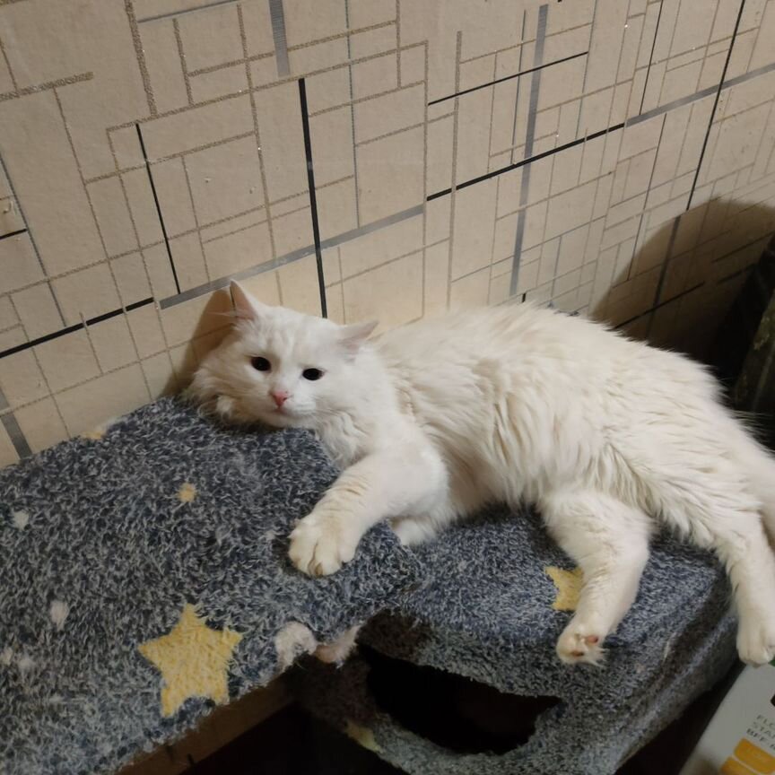 Отдам кота в добрые руки