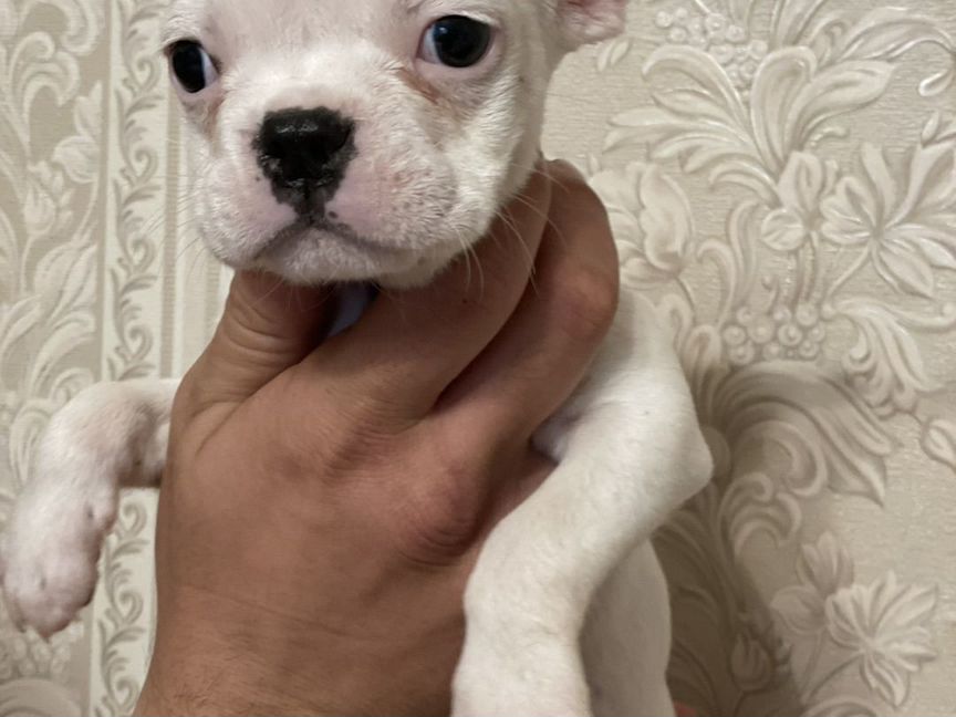 Французский бульдог