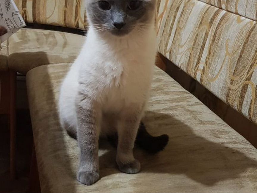 Котик в добрые руки