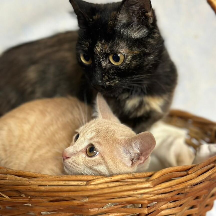 Кошка мать и ее котенок девочка ищут дом