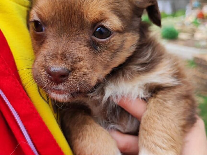 Щенки в добрые руки