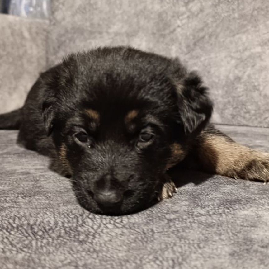 Немецкая овчарка, щенок