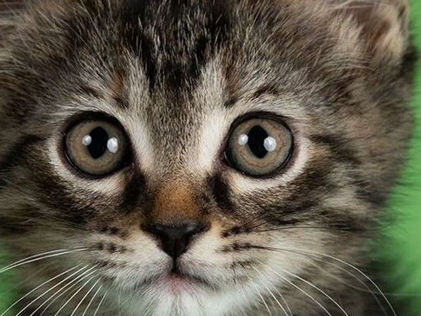 Котенок Рыся в добрые руки